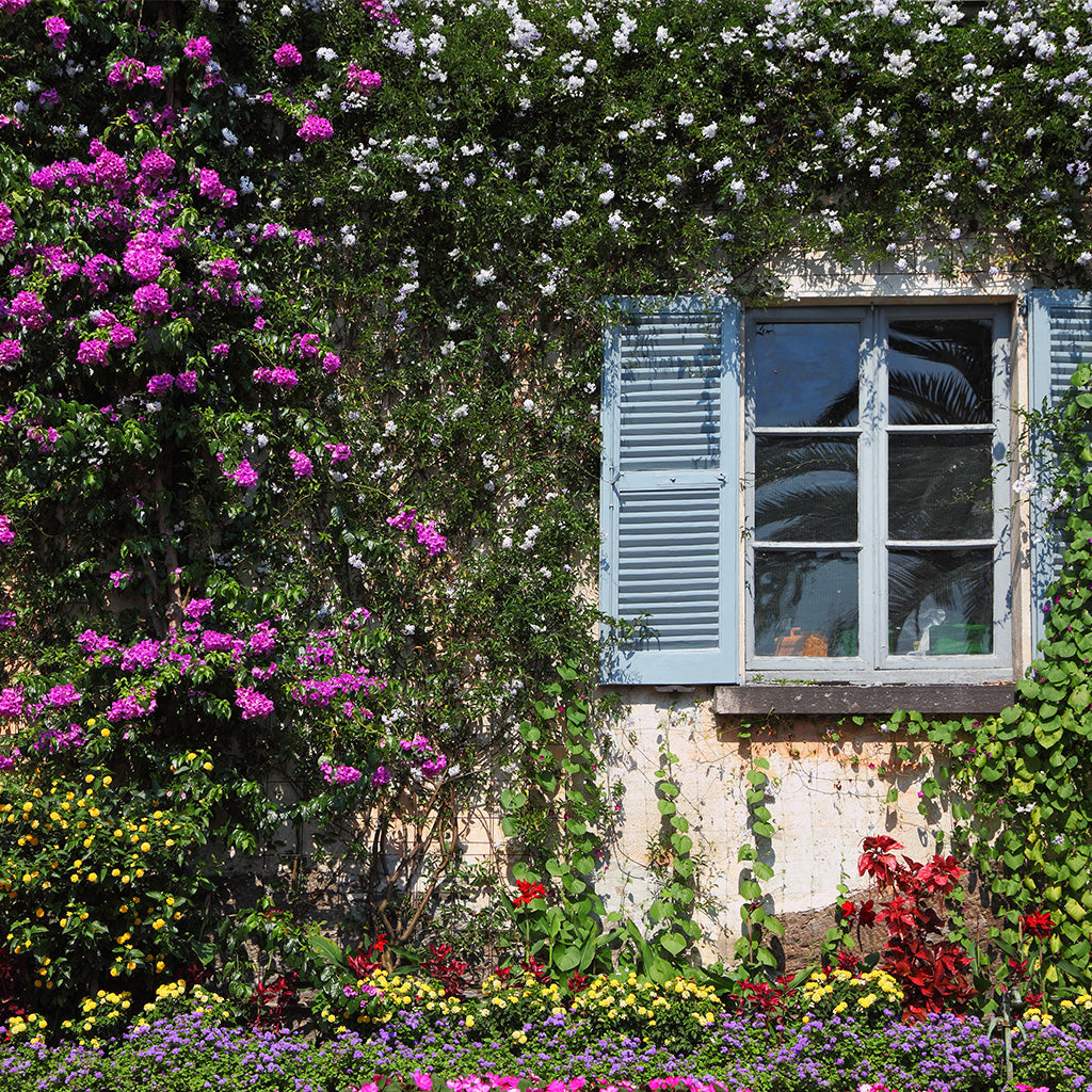 Wall and window with flowers in decorative park on island Izola Bella ...